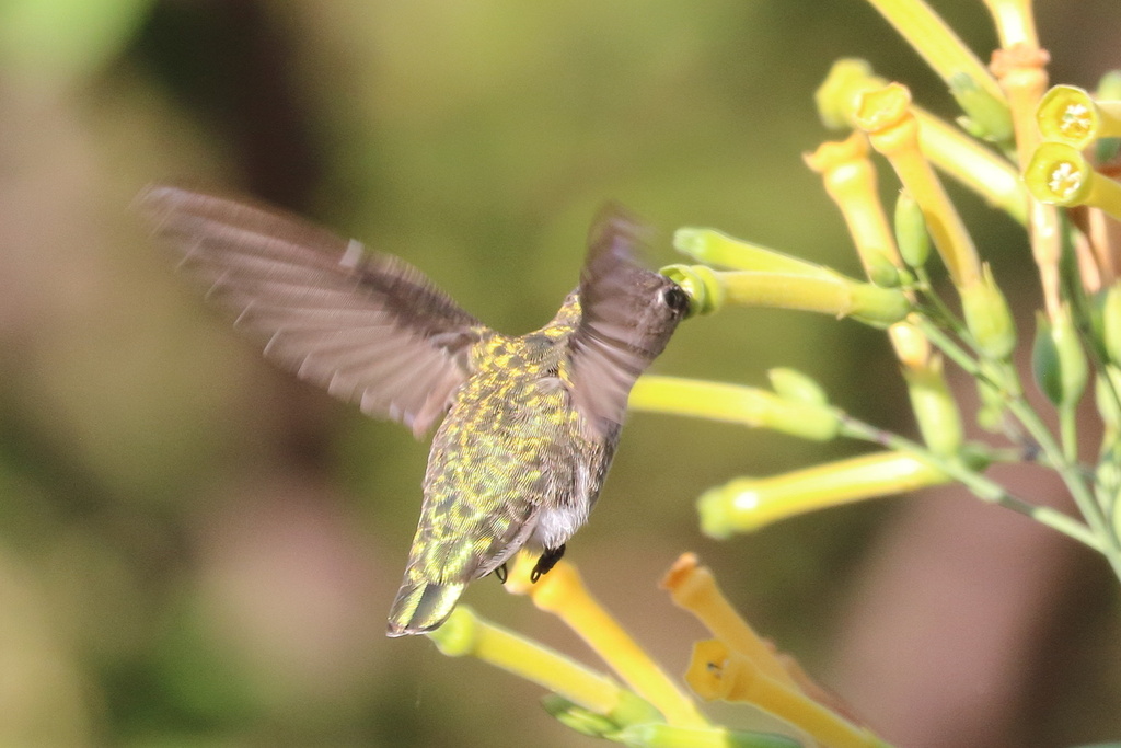 Anna's Hummingbird from N Altadena Dr, Pasadena, CA, US on July 19 ...