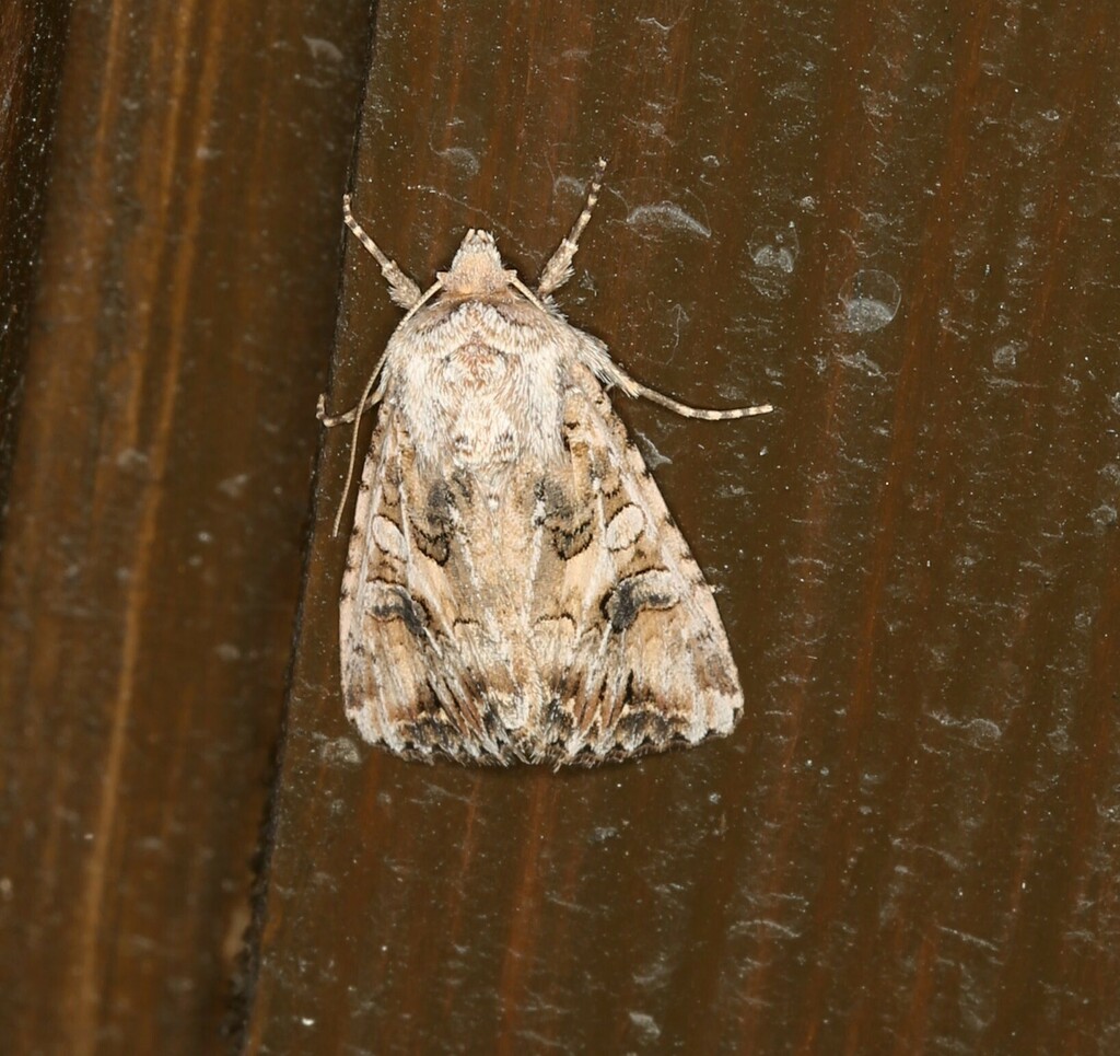 Nutmeg Moth from Mont-Joli, QC, Canada, 1101 rue Lussier on July 27 ...