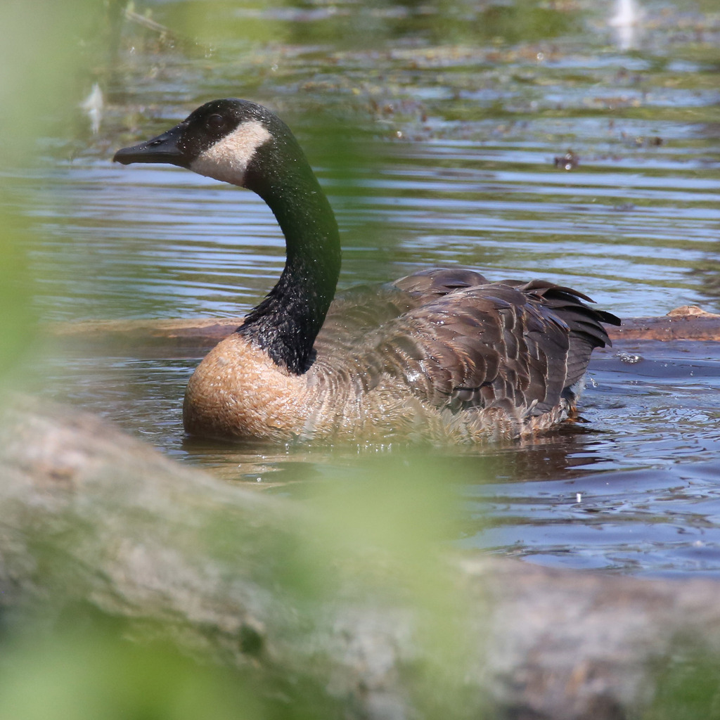 Canada Goose from Porter County, IN, USA on July 27, 2024 at 12:29 PM ...