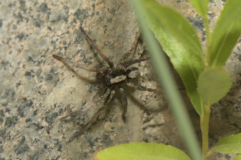 Leopard Spider from 杭州花圃 on July 27, 2024 at 07:45 PM by rhinolin ...