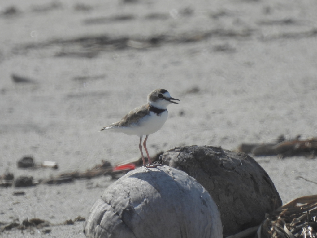 Collared Plover from Santa María Colotepec, Oax., México on July 27 ...