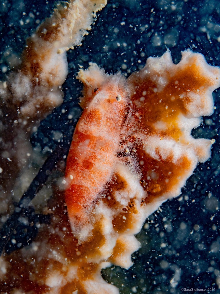 Cryptic sponge shrimp from Hantu Island, Singapore on July 20, 2024 at ...