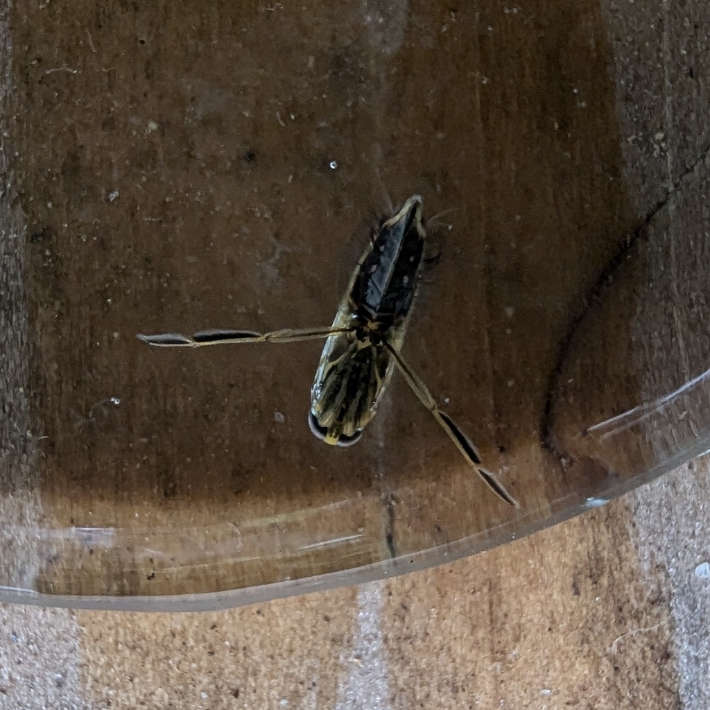 Anisops ogasawarensis in July 2024 by Shin.YD -iKBM. 私の許可なく屋外の水槽を泳いでいた ...