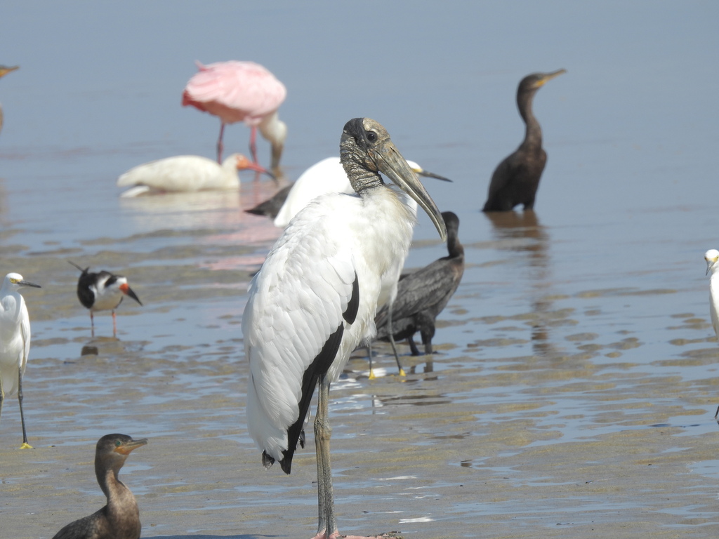 Wood Stork from Santa María Colotepec, Oax., México on July 27, 2024 at ...