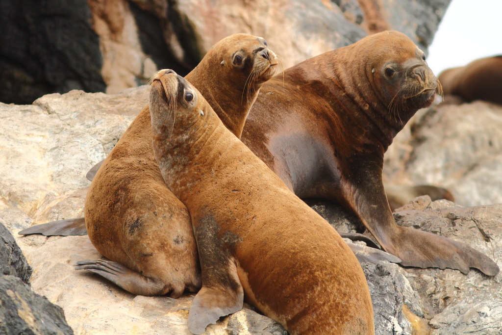 South American Sea Lion (Otaria byronia) - Marine Life Identification