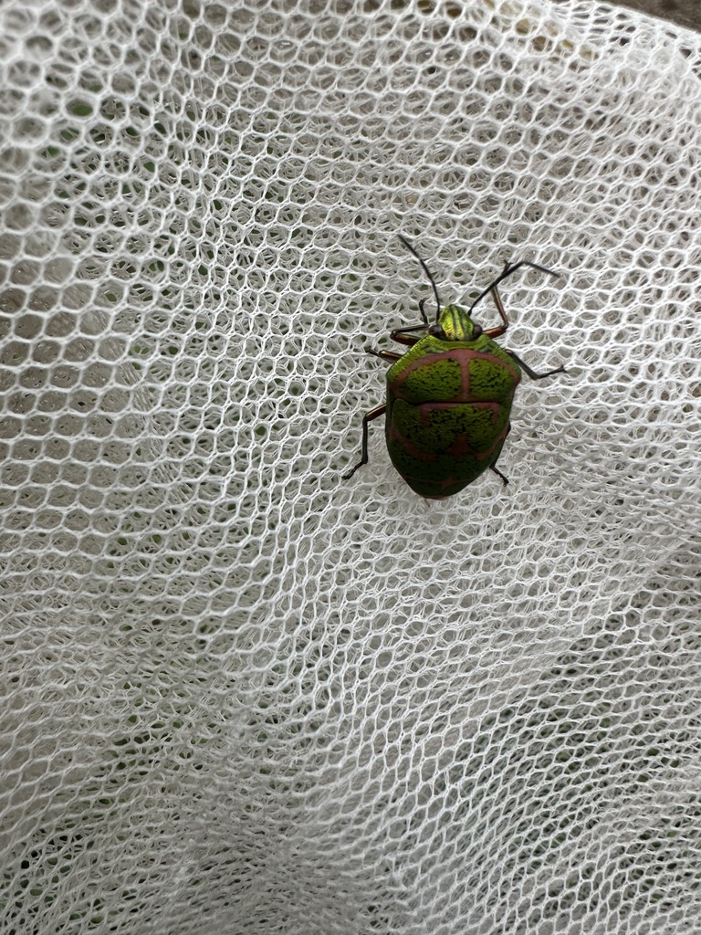 Clown Stink Bug from みずほの自然の森公園, 宇都宮市, 栃木県, JP on July 28, 2024 at 10: ...