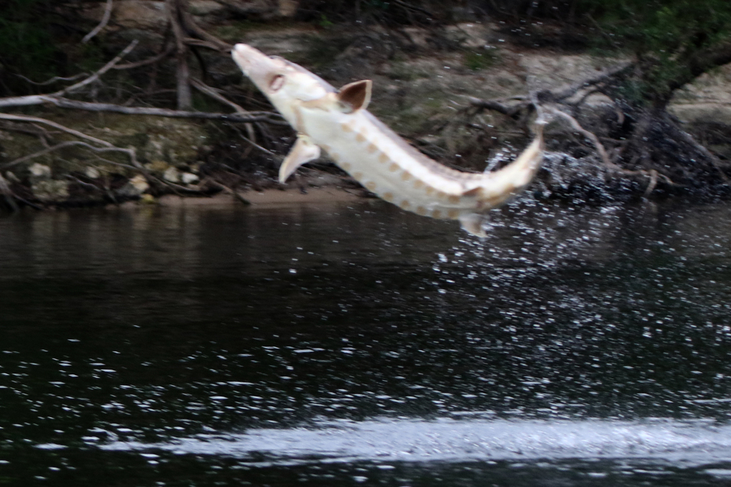 Gulf Sturgeon in June 2019 by Joshua Doby · iNaturalist