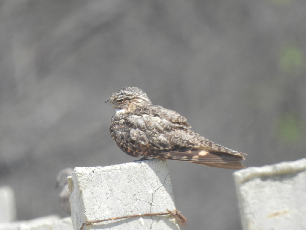 Lesser Nighthawk from Puerto Escondido, Oax., México on July 27, 2024 ...