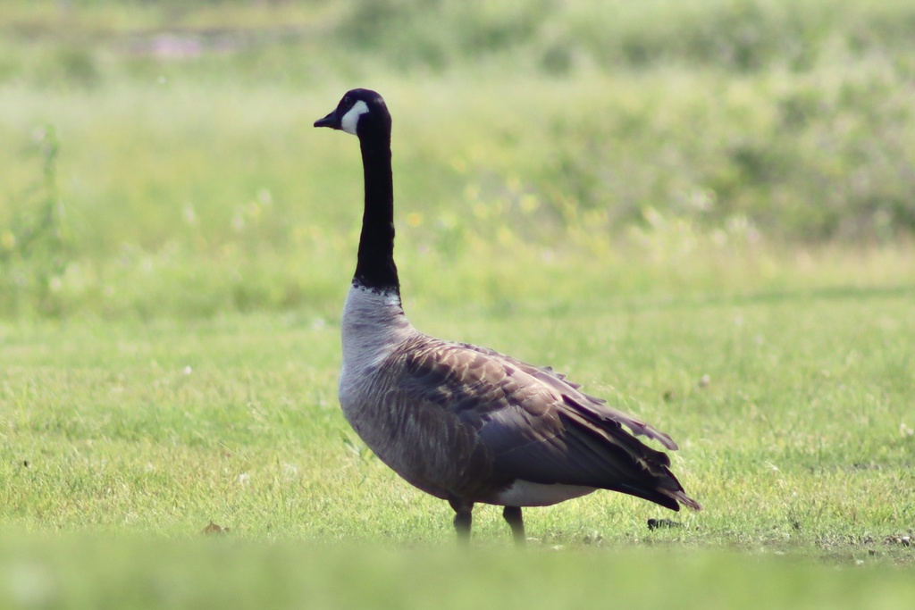Canada Goose from Camiel Sys St, Winnipeg, MB, CA on July 27, 2024 at ...