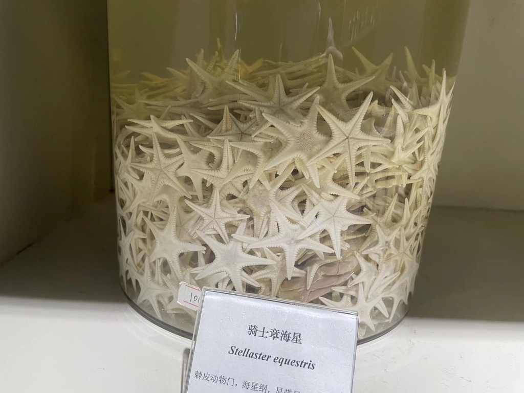 Comb Stars in July 2018 by Alex Pintsen JIN. possibly specimen ...