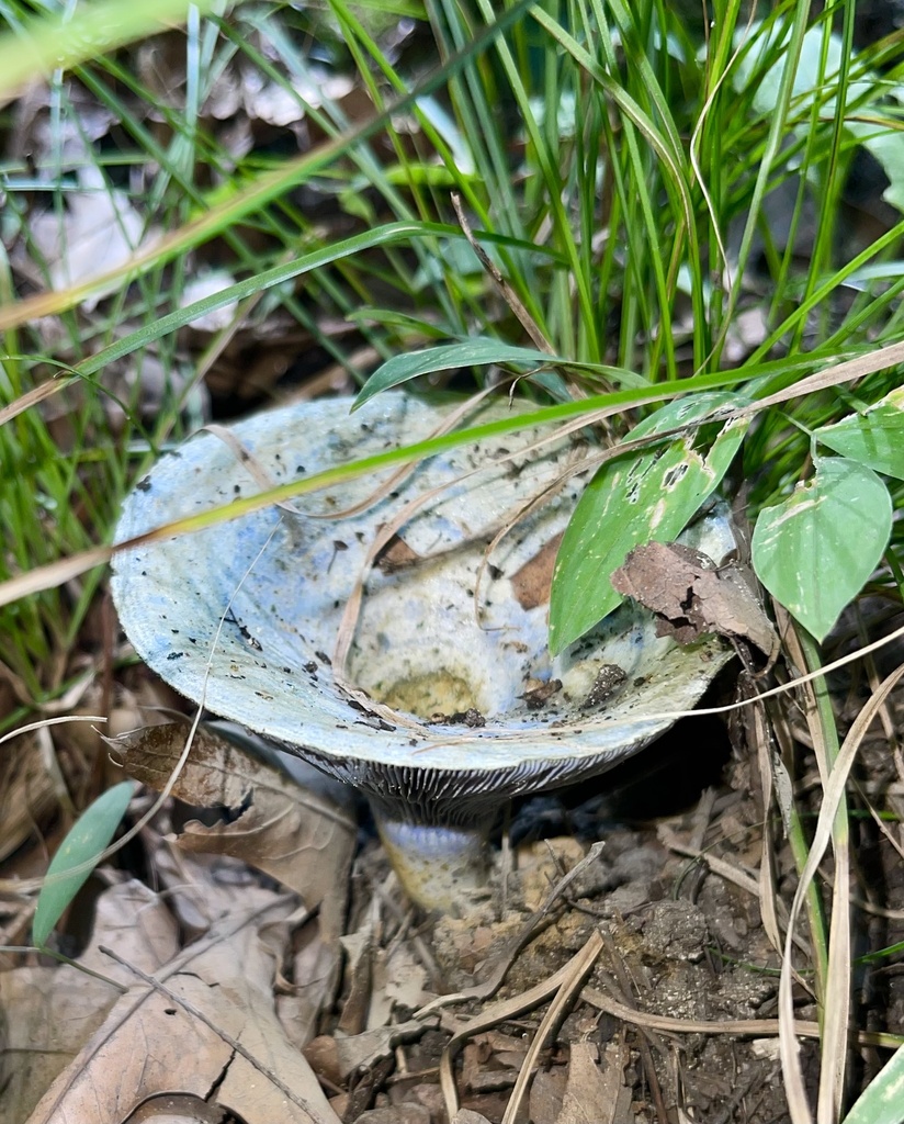 indigo milk cap from Spring Garden Natural Area, Windsor, ON, CA on ...