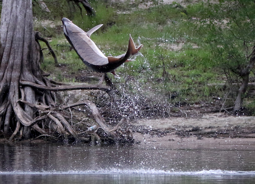 Gulf Sturgeon in June 2019 by Joshua Doby · iNaturalist