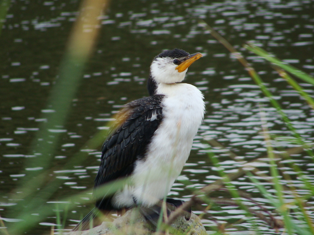 New Zealand Little Pied Cormorant from Ōtaki, New Zealand on June 16 ...