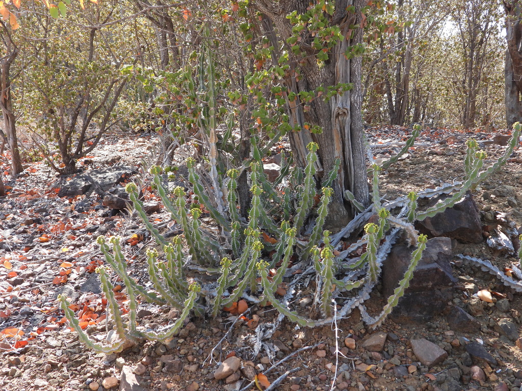 Euphorbia rowlandii from Makuya Park, South Africa on July 24, 2024 at ...