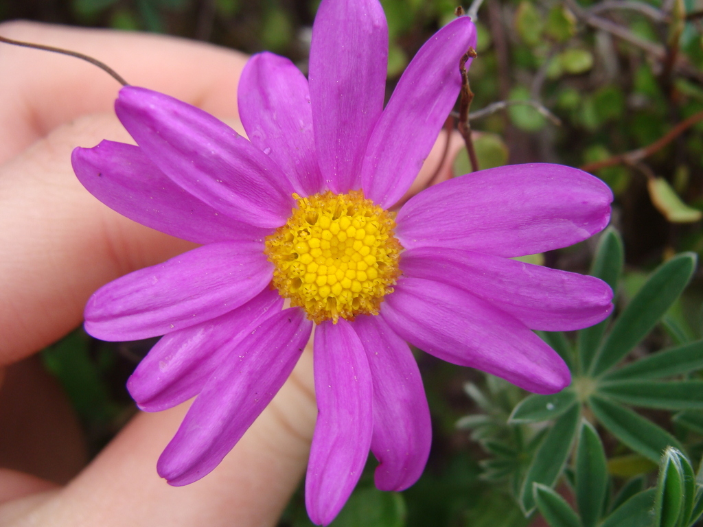 Red-purple Ragwort from Te Horo Beach 5581, New Zealand on July 28 ...