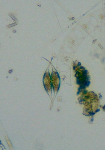 Pyrocystis noctiluca · iNaturalist