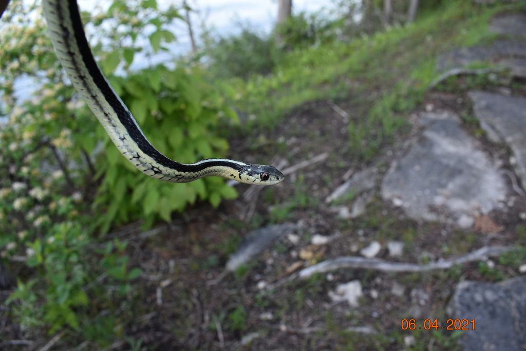 Eastern Garter Snake from Door County, WI, USA on June 04, 2021 at 07: ...