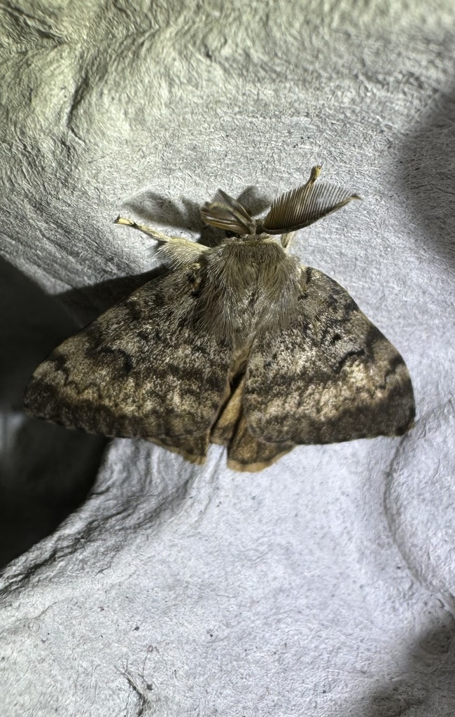 Spongy Moth from Dixie Dr, Waukesha, WI, US on July 27, 2024 at 11:02 ...