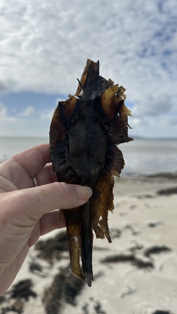 Australian Elephantfish in July 2024 by Josie Jones · iNaturalist