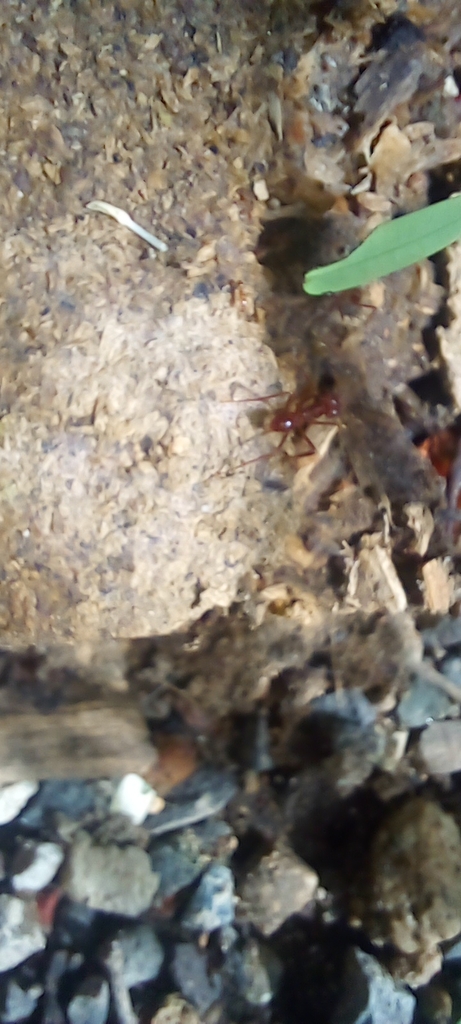 Chicatana Leafcutter Ant from Tetlán II, Guadalajara, Jal., México on ...