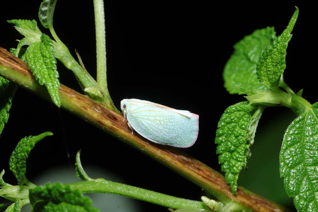 Geisha distinctissima from 中国浙江省杭州市西湖区 on July 25, 2024 at 08:23 PM by ...