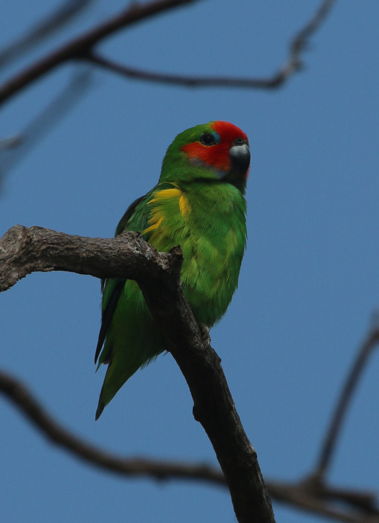 Marshall's Fig-Parrot in June 2017 by Jason Searle · iNaturalist