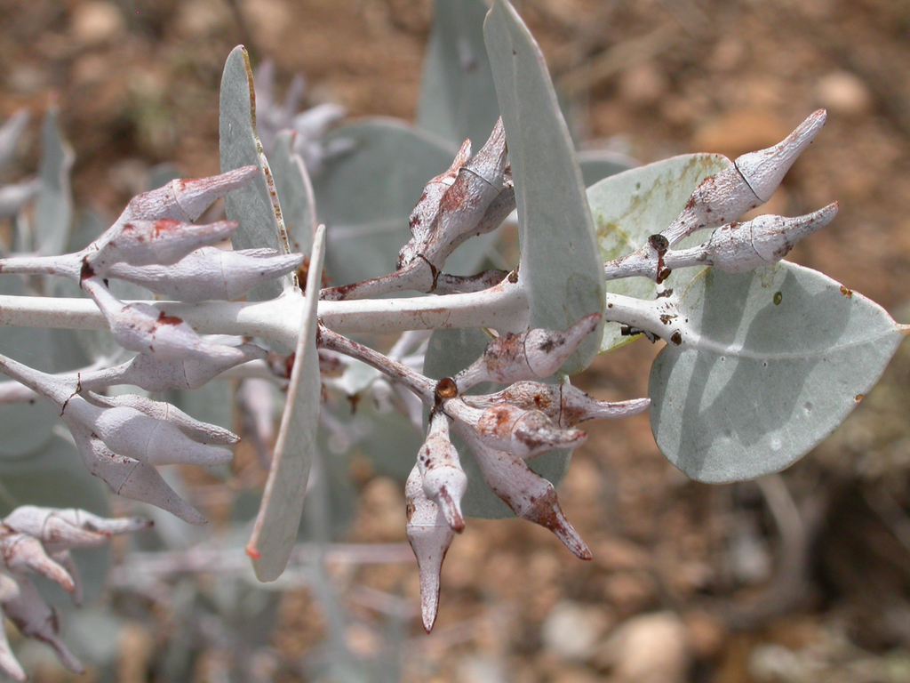 Curly Mallee from Wertaloona SA 5732, Australia on September 26, 2004 ...