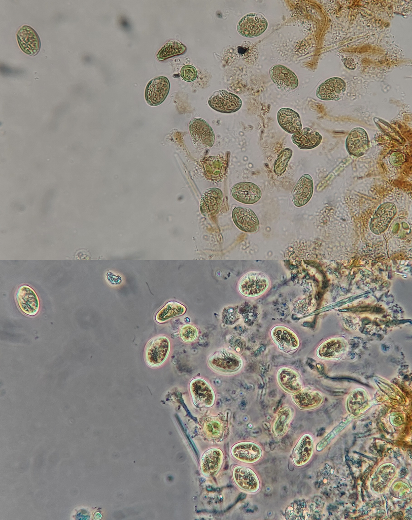 Cryptista from Brisbane QLD, Australia on July 27, 2024 at 01:24 PM by ...