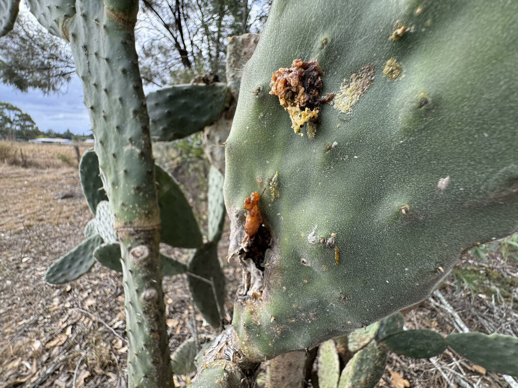 Cactus Moth from Prenzlau QLD 4311, Australia on July 27, 2024 at 02:13 ...