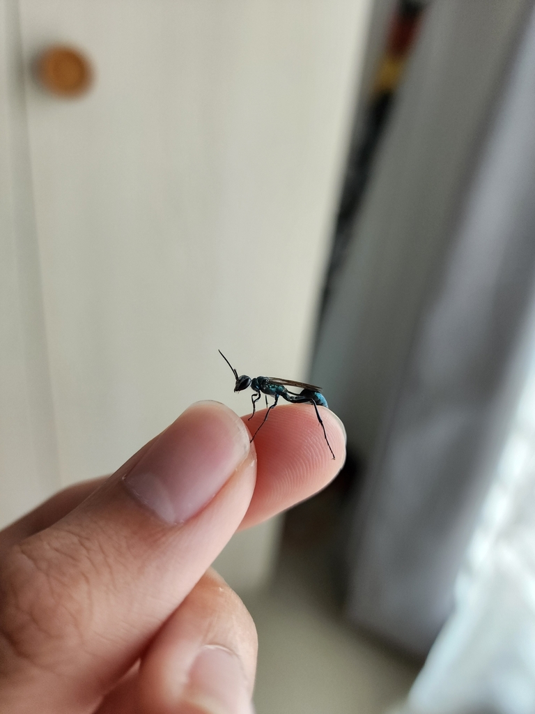 Blue Mud-dauber Wasps in July 2024 by Paleoraptor_ · iNaturalist