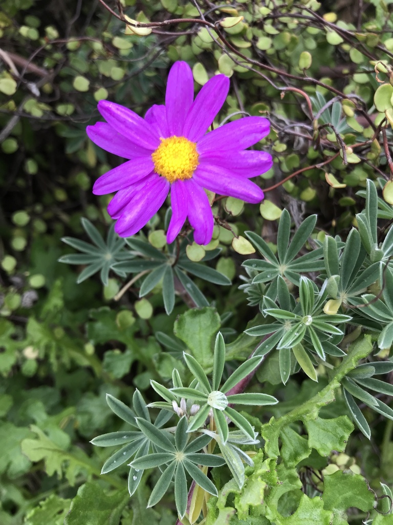 Red-purple Ragwort from Kapiti Coast, NZ-WG, NZ on July 28, 2024 at 02: ...