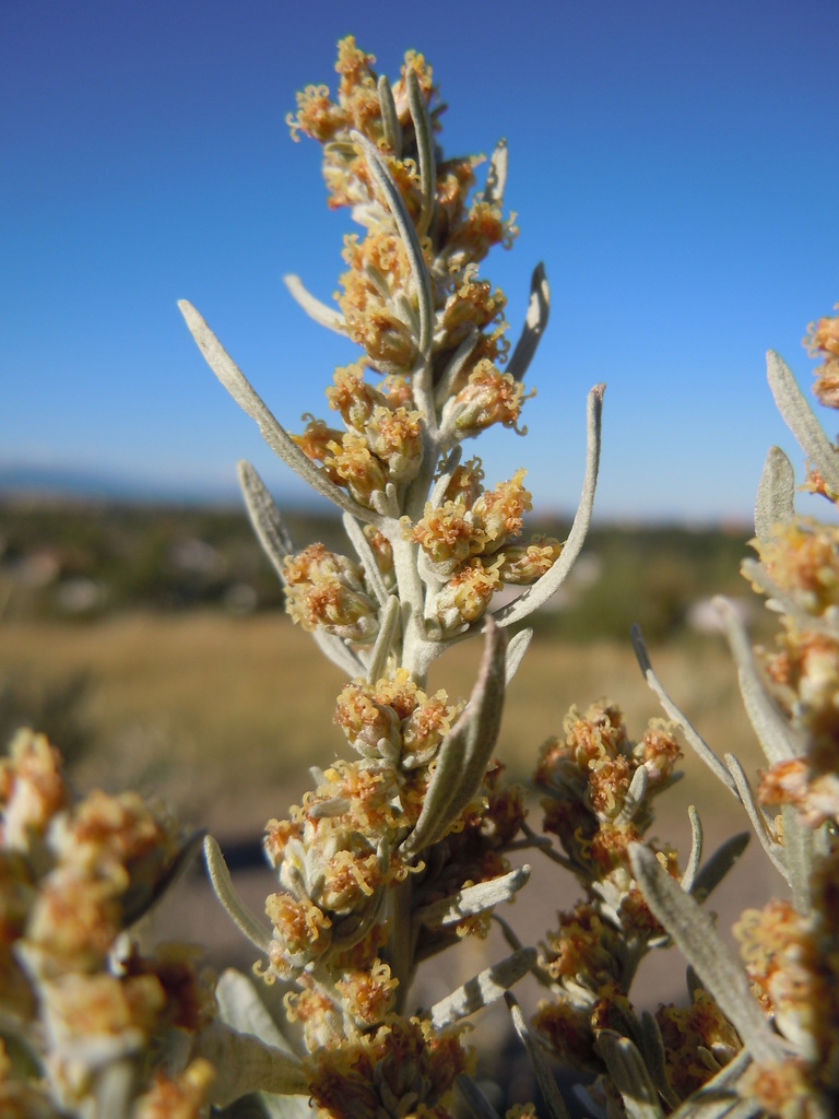 Silver Sagebrush (Artemisia cana) - Botanical Realm