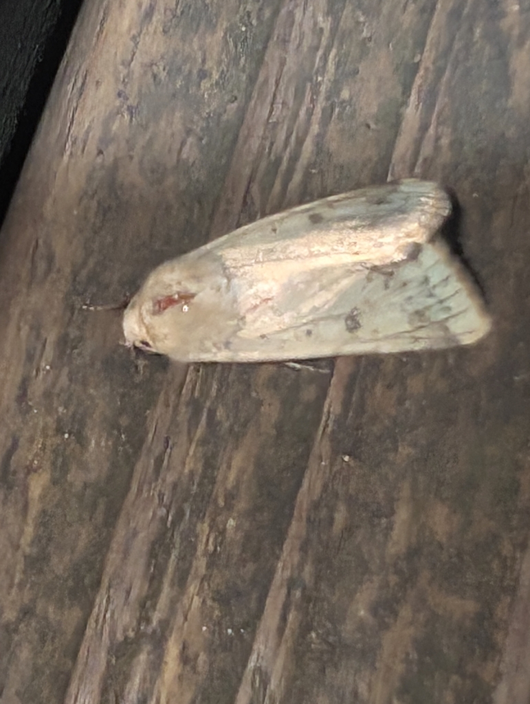 Corn Earworm Moth from Atlanta, GA 30344, USA on July 28, 2024 at 02:55 ...