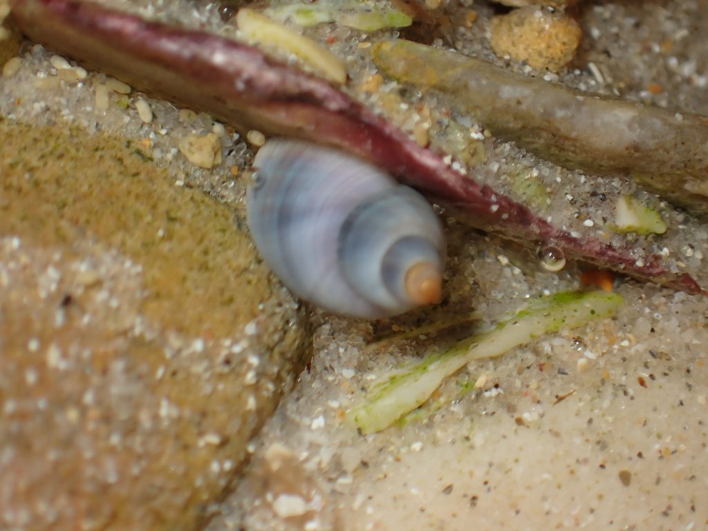 Little Blue Periwinkle from Aldinga Beach SA 5173, Australia on July 27 ...