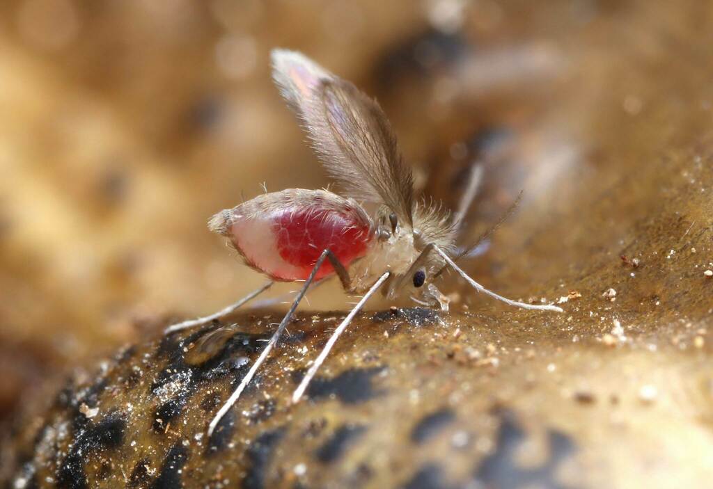 Sand Flies from 中国广东省东莞市 on January 17, 2024 at 08:12 PM by Shiwan Lu ...