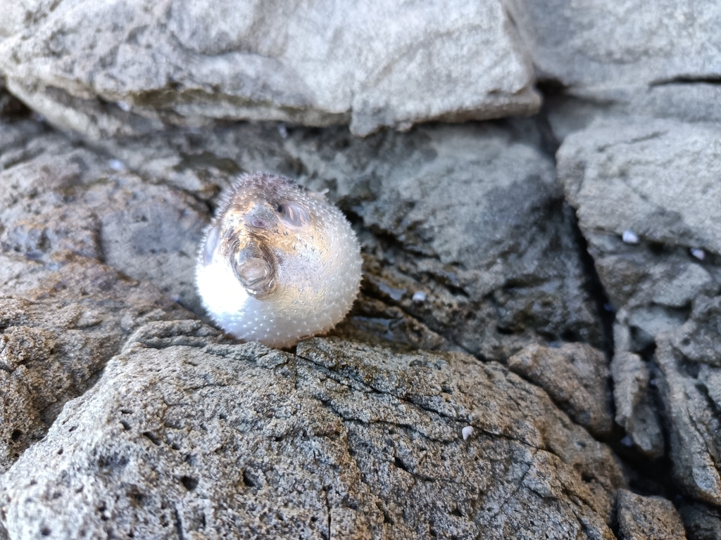 Rippled Blaasop from Bay of Plenty, New Zealand on July 25, 2024 at 01: ...