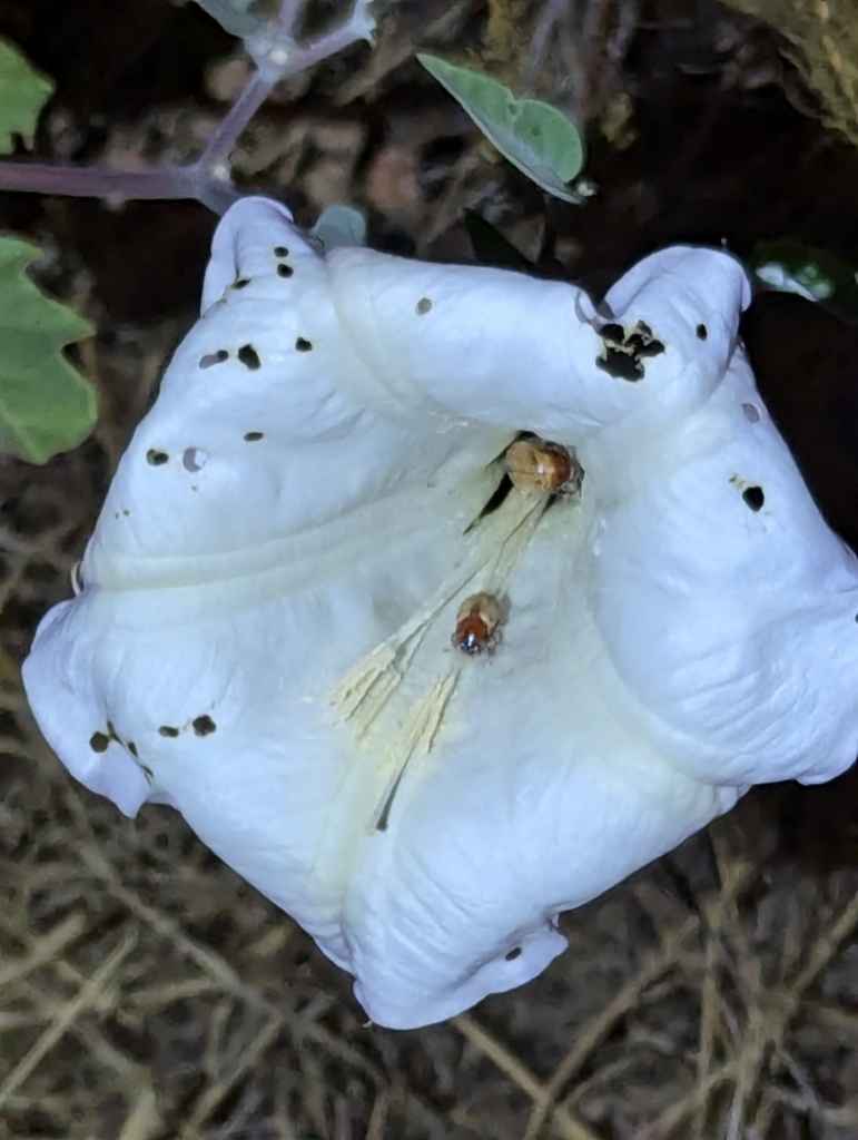Sacred Datura from Santee, CA 92071, USA on July 27, 2024 at 09:42 PM ...