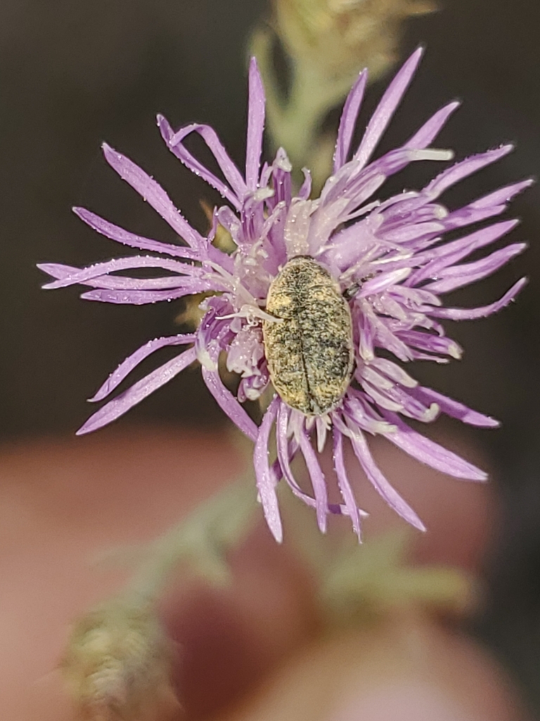 Lesser Knapweed Flower Weevil from Mosier, OR 97040, USA on July 27 ...