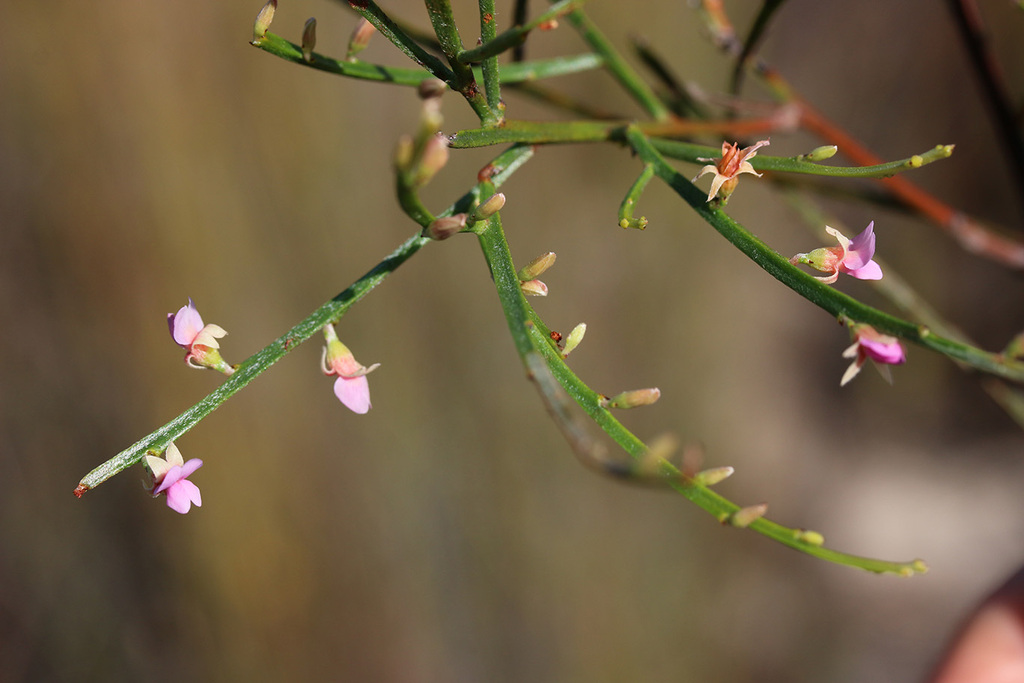 Jacksonia thesioides from Sandy creekline 10km east of Virilya Point ...