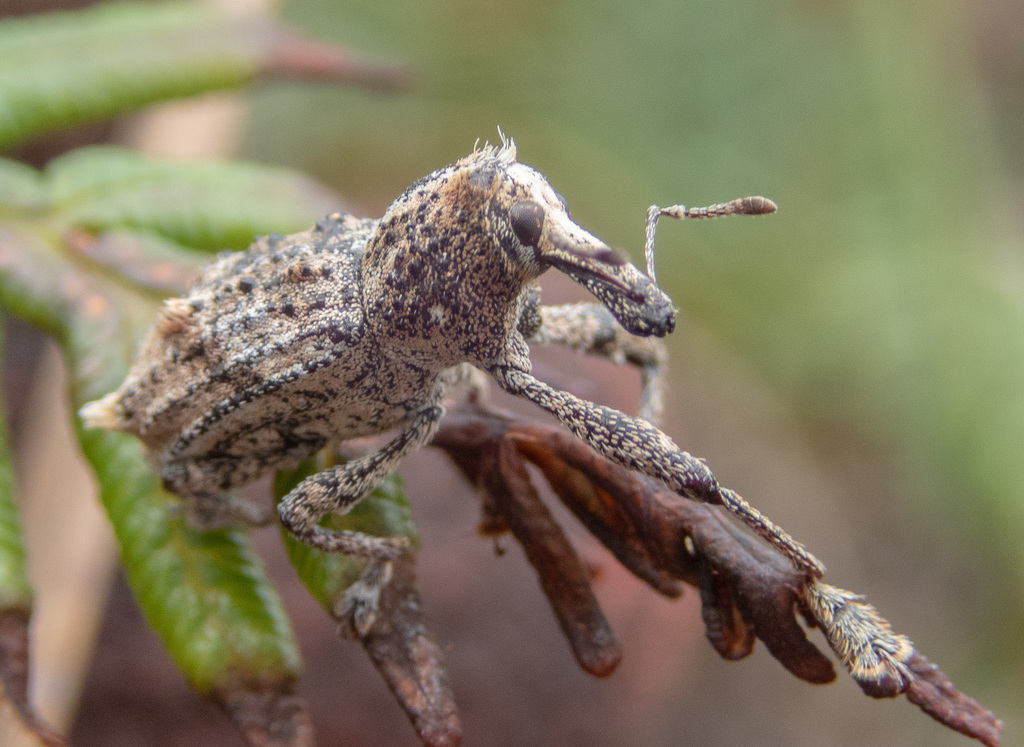 Orthorhinus from Tasman, TAS, Australia on November 10, 2018 at 12:32 ...