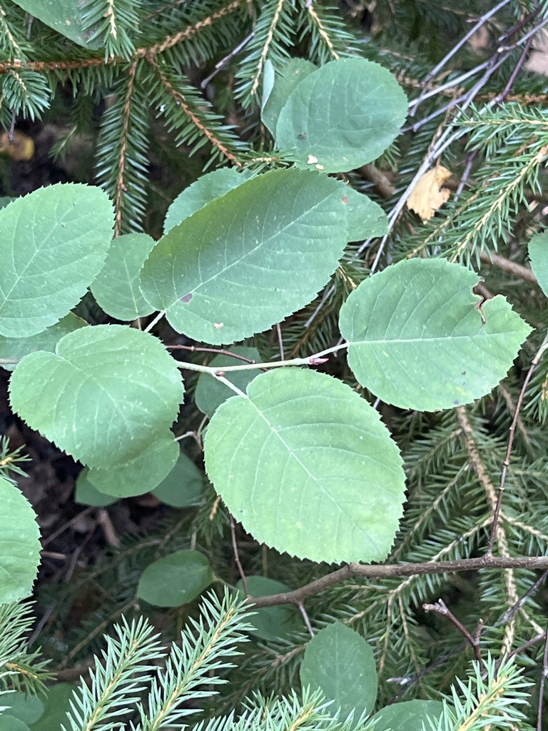 Dwarf Serviceberry from Punatorpankatu, Turku, 19, FI on July 28, 2024 ...