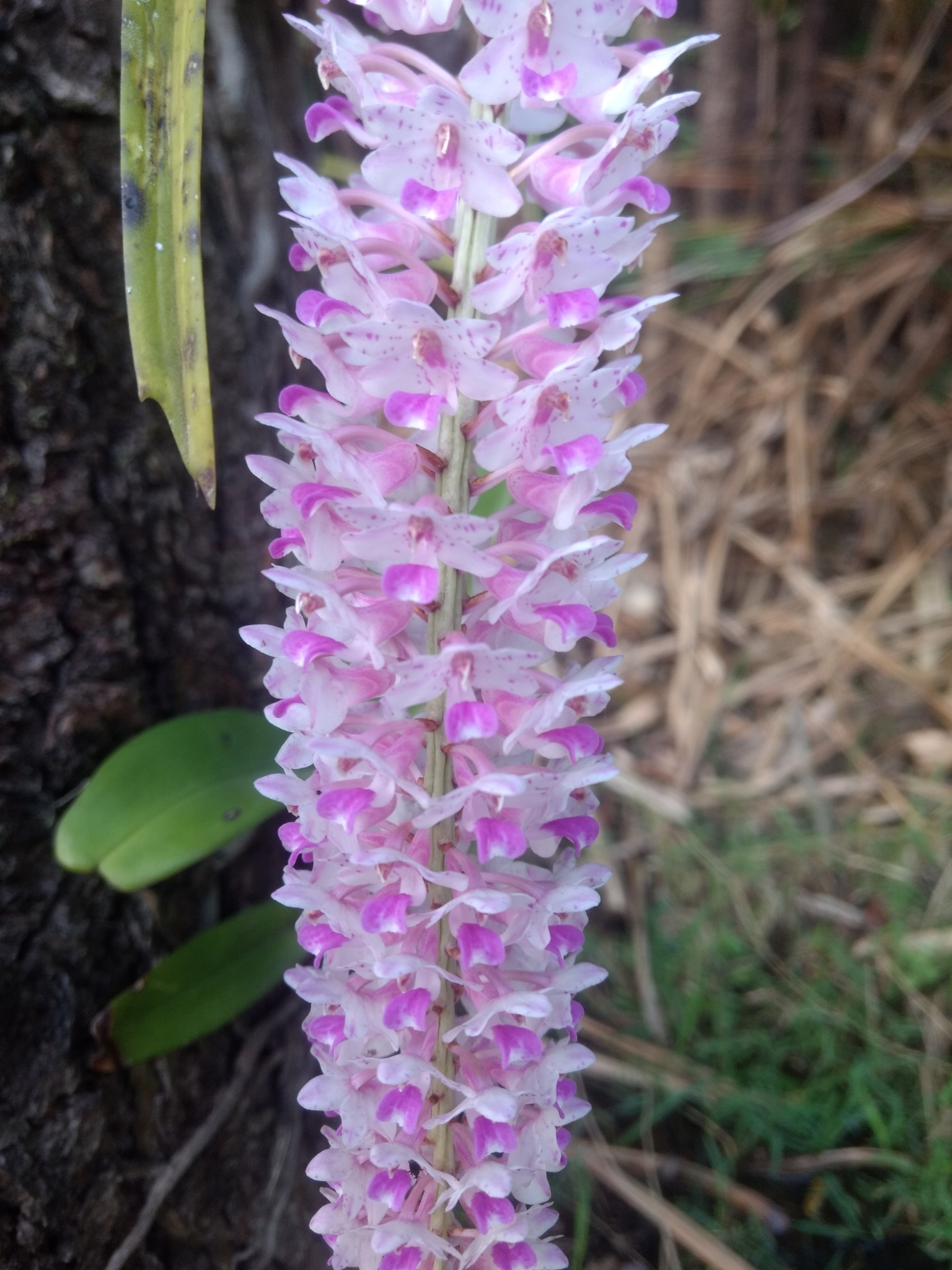 Foxtail Orchid Rhynchostylis retusa iNaturalist United Kingdom