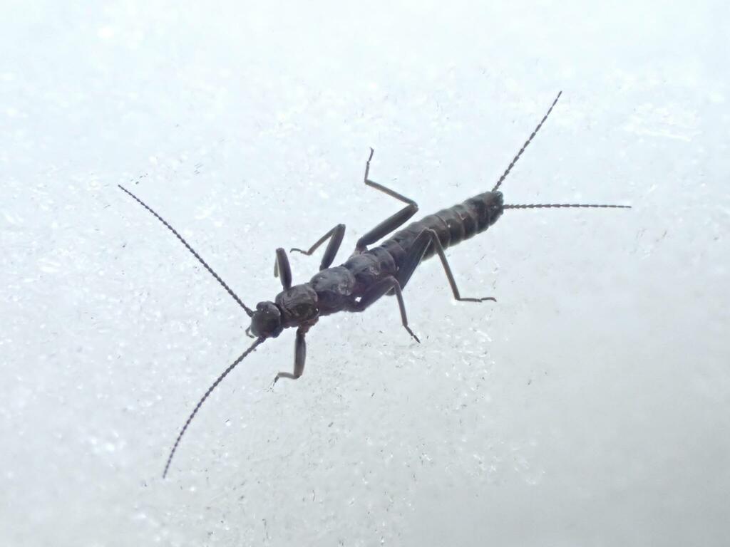 Small Winter Stoneflies in January 2021 by renshuchu · iNaturalist
