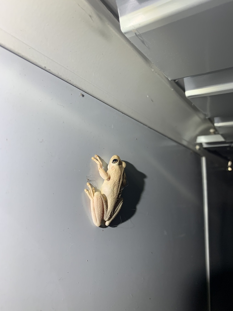 Western Laughing Tree Frog from Bow Hunters Rd, Howard Springs, NT, AU ...