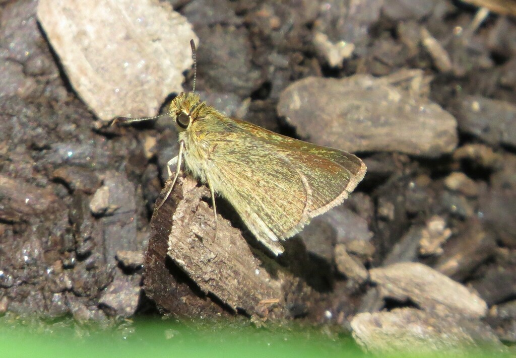 Swarthy Skipper from New Castle County, DE, USA on July 27, 2024 at 11: ...