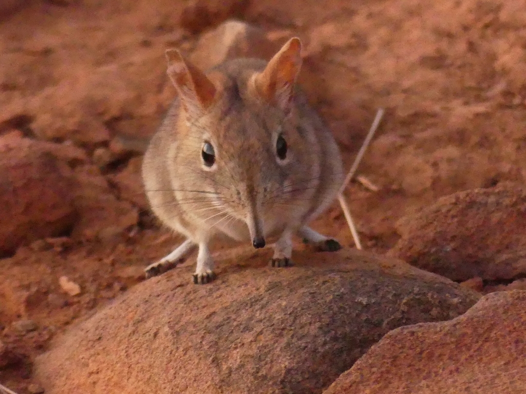 Typical Sengis from Kunene, NA on July 20, 2024 by Gary Meaney ...