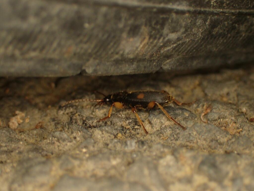 Planetes puncticeps in April 2021 by renshuchu · iNaturalist