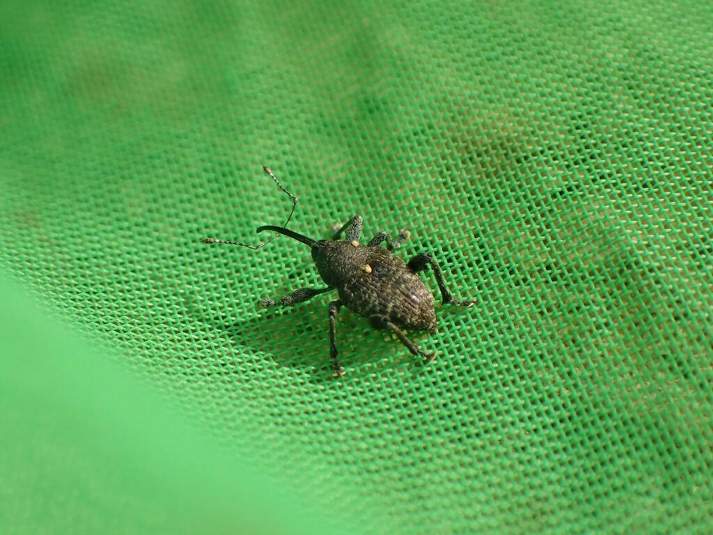 Curculio distinguendus in May 2021 by renshuchu · iNaturalist