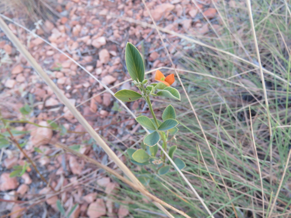 Tephrosia virens from Pamela St, Fisher, QLD, AU on July 28, 2024 at 12 ...