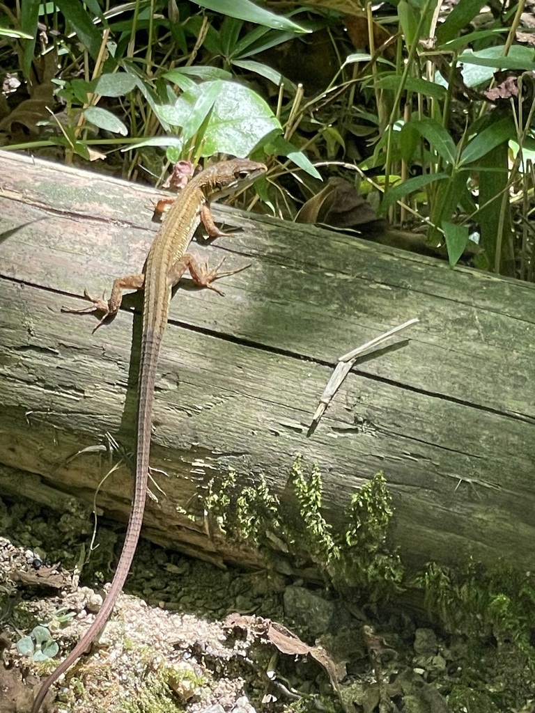 Japanese Grass Lizard from Osaka, Japan on July 28, 2024 at 01:49 PM by ...